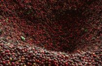 Coyote Cone Archives - The Coffee Post